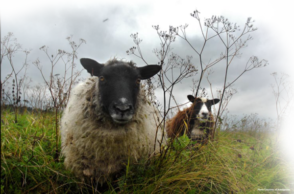 Complete Sheep Shoppe